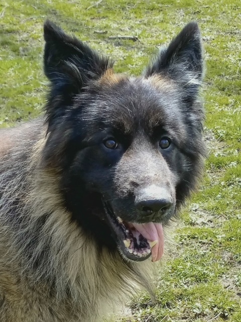 Max Is NCCR Dog Of The Week | News, Sports, Jobs - Post Journal